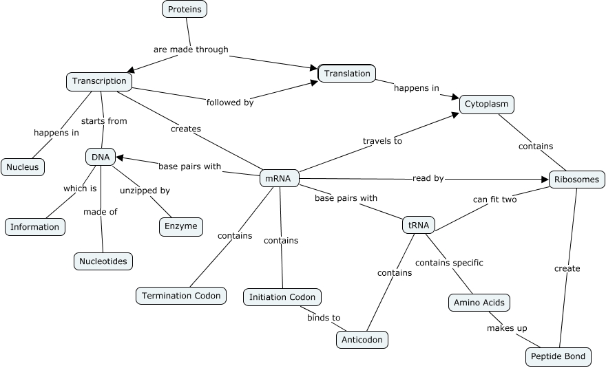 Protein Synthesis Concept Map
